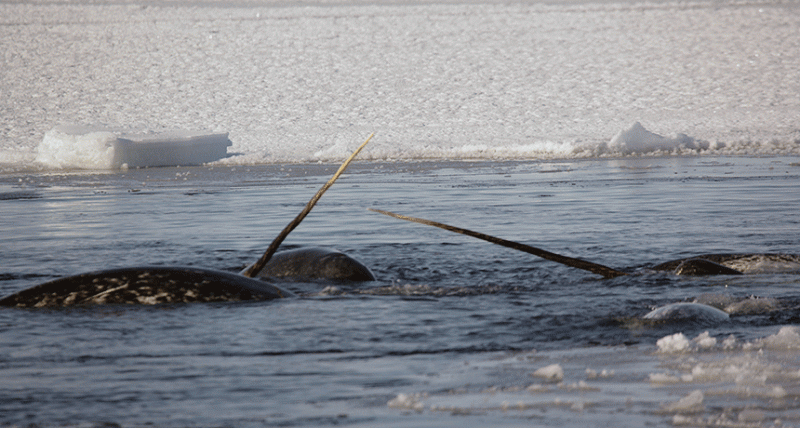 Narwhals may use their enormous lance-like tusks to play