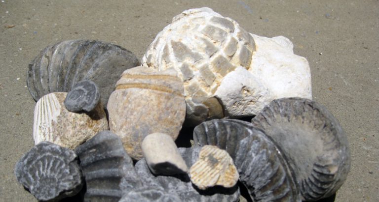 Explainer: How a fossil forms