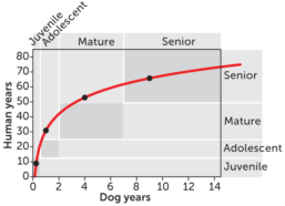 To figure out your dog’s ‘real’ age, you’ll need a calculator