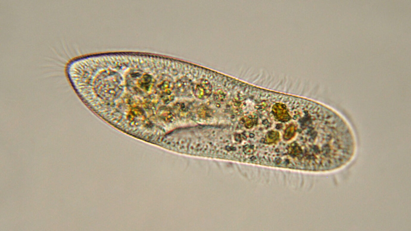 What the weird world of protists can teach us about life on Earth