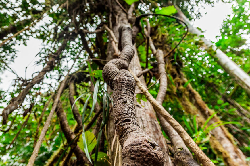 Rampaging vines are slowly strangling tropical forests
