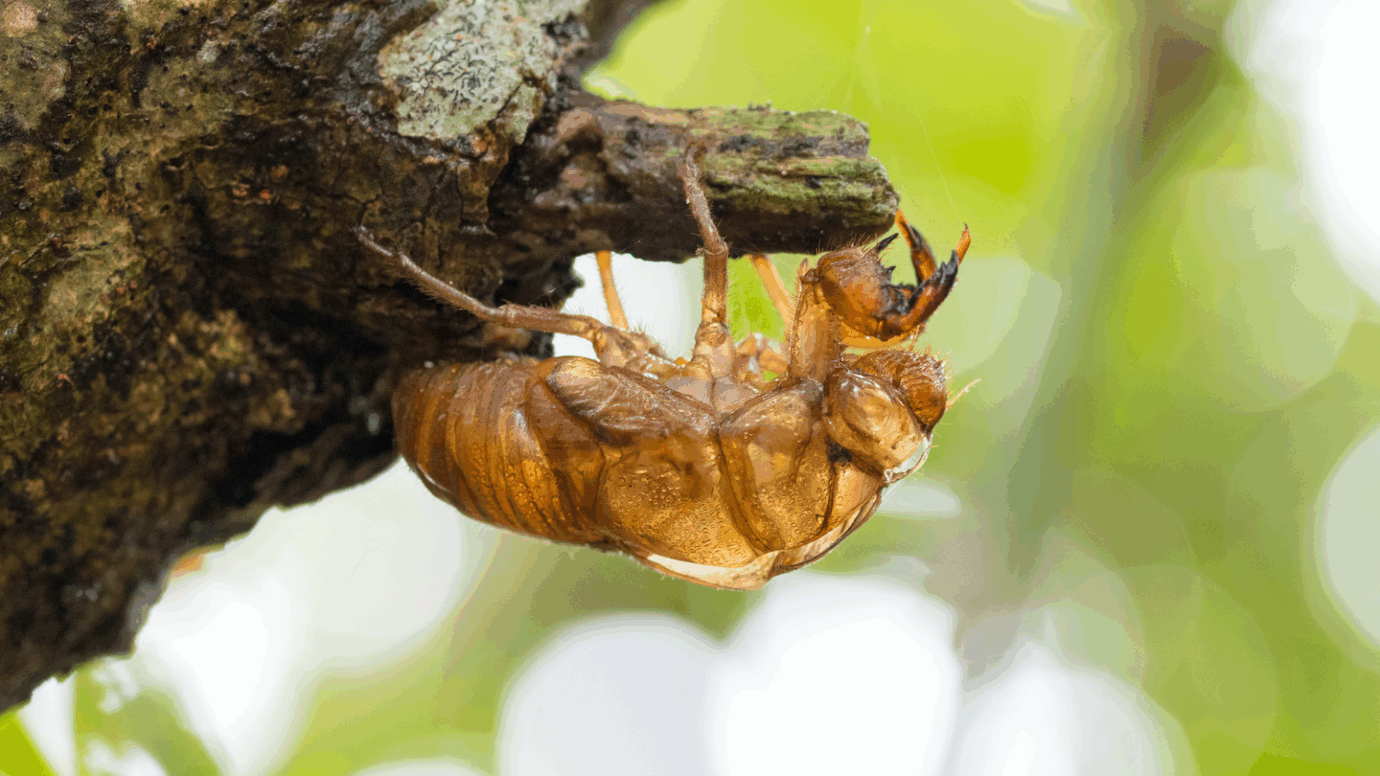 Scientists Say: Protist