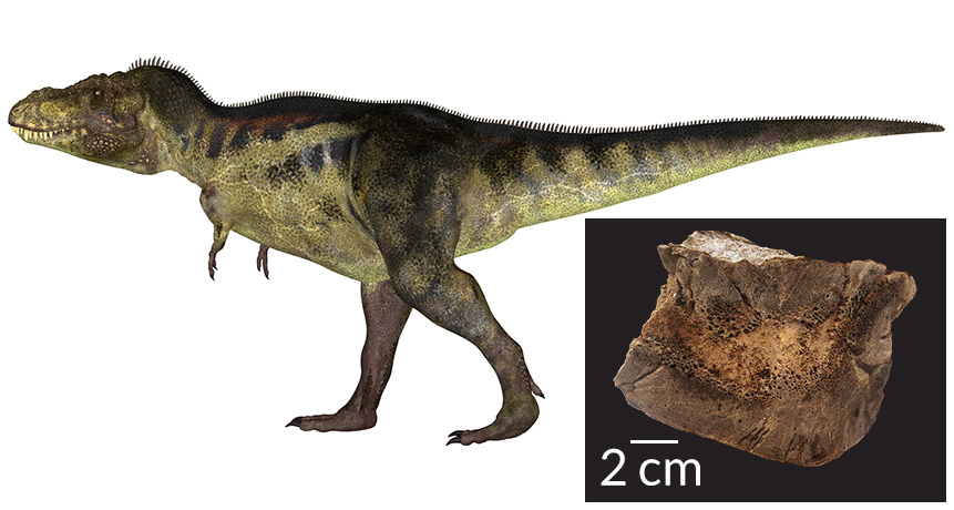 How to tell if a T. rex is expecting