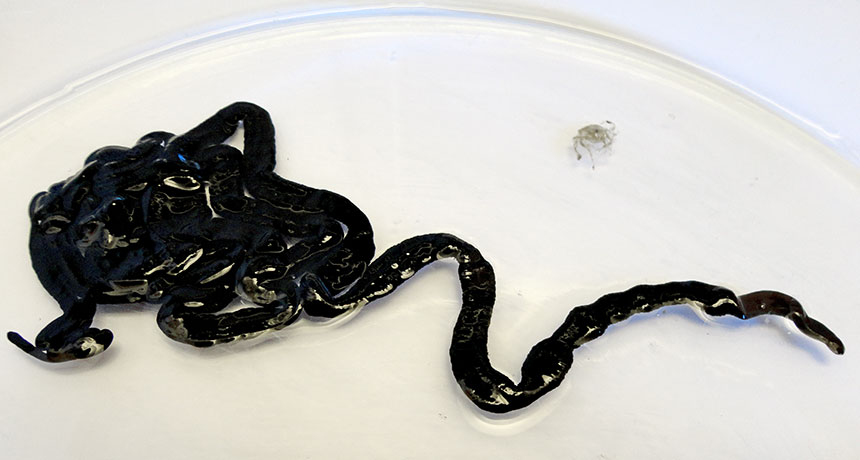 Chemicals from the world’s longest animal can kill cockroaches