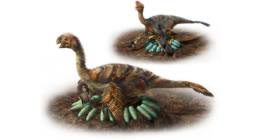 Hefty dinosaurs had a trick for sitting on eggs safely