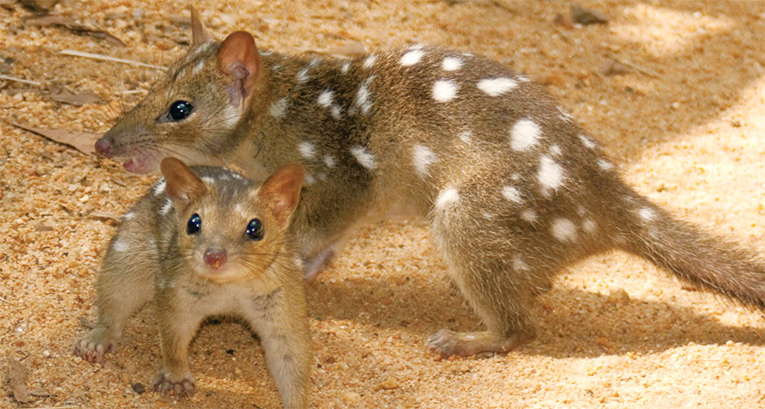 Uh oh! New approach to saving this species imperiled it