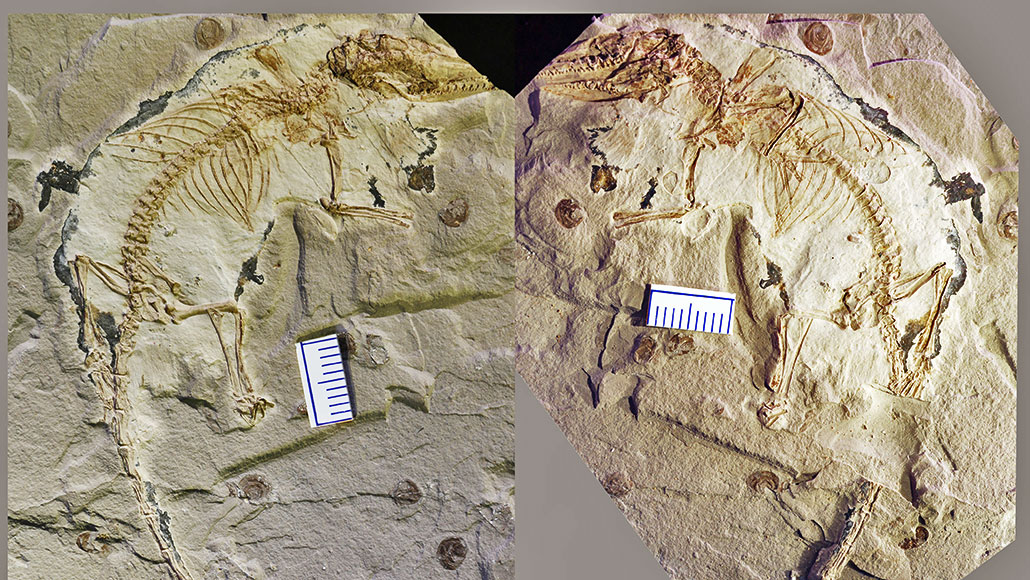 A flexible bone that aids mammals in chewing arose during the Jurassic