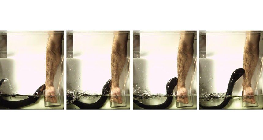 Analyze This: Electric eels’ zaps are more powerful than a TASER