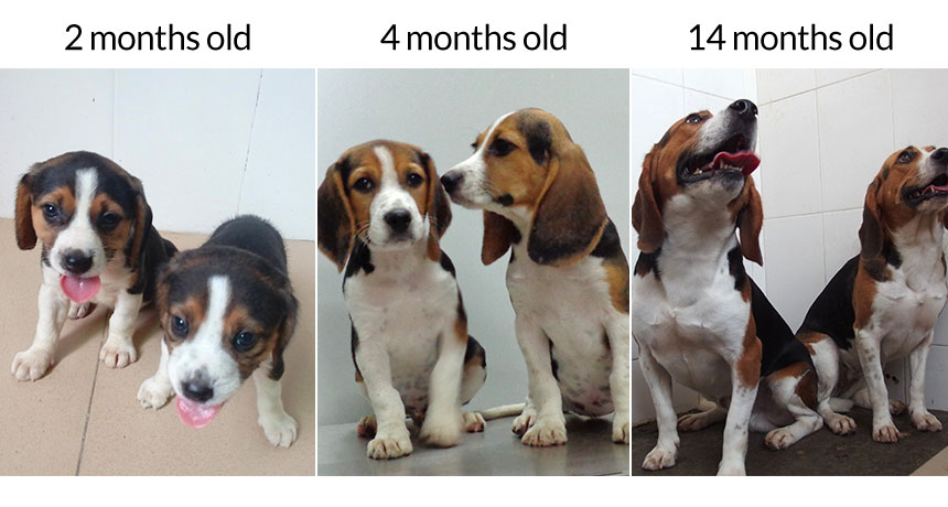 Gene editing creates buff beagles