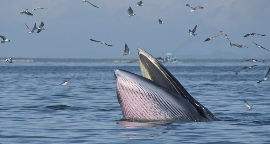 Cool Jobs: A whale of a time