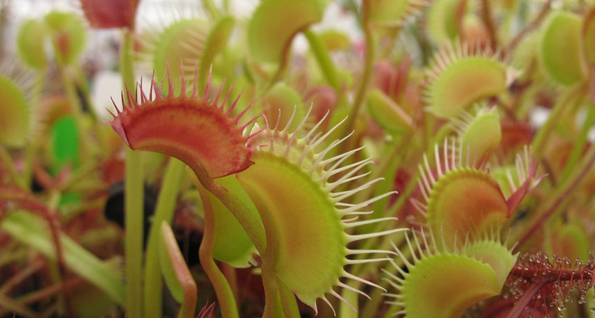 Venus Flytrap Digestion Process