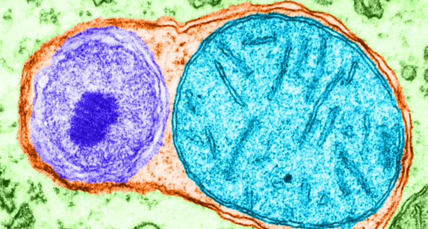 Nobel awarded for unveiling how cells recycle their trash