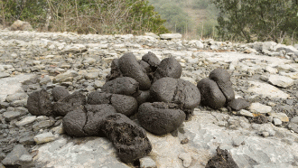 human dung is called