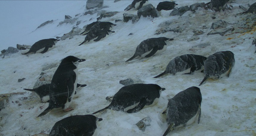 Scientists need help to pinpoint penguins | Science News Explores