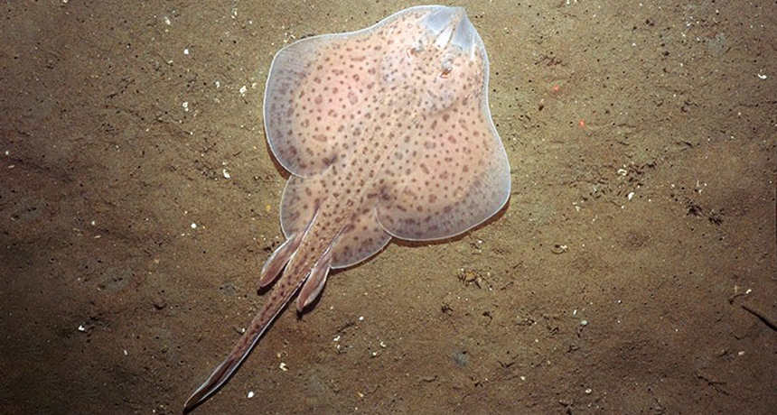 Ocean acidification may ground swimming skates