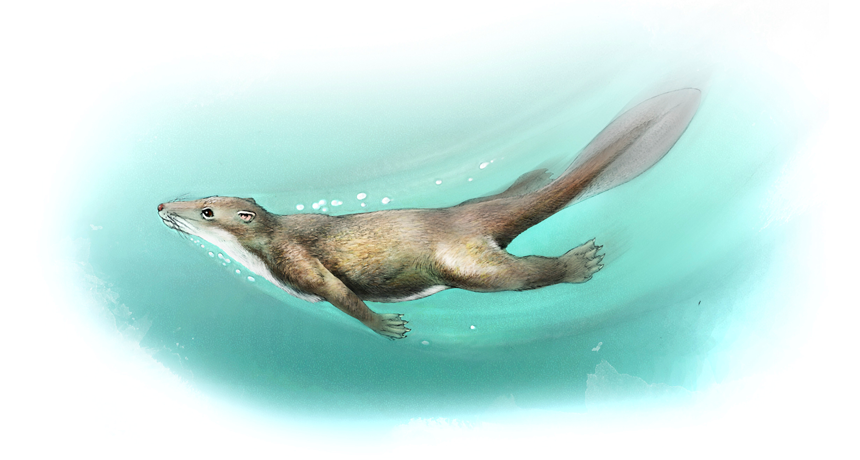 Mammals in the shadow of dinosaurs