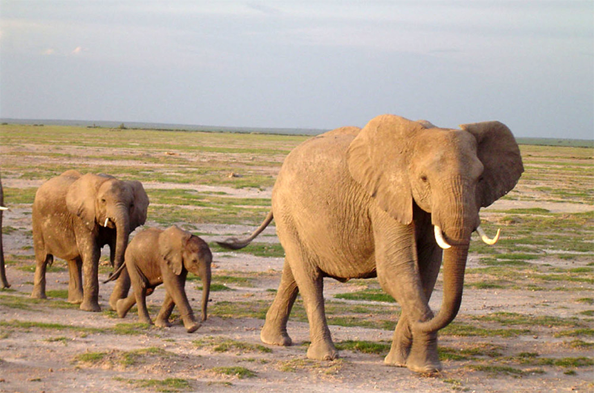 Elephant songs