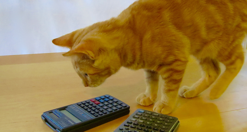 Questions for “Animals can do ‘almost math’” | Science News Explores