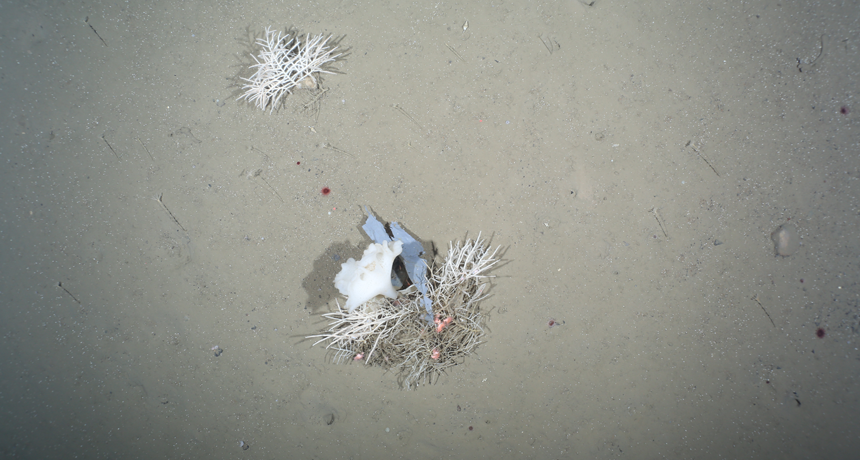 Deep-sea dump: Trash is collecting on the Arctic seafloor