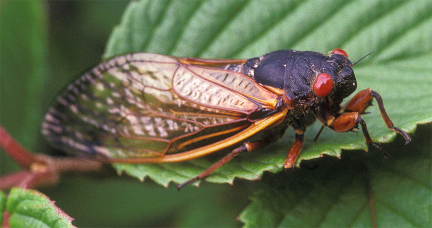 Why are cicadas such clumsy fliers?