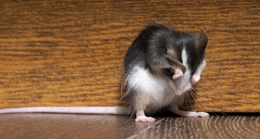 Among mice, scratching is catching — as in contagious