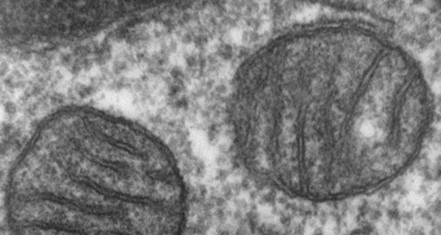 Scientists Say: Mitochondrion