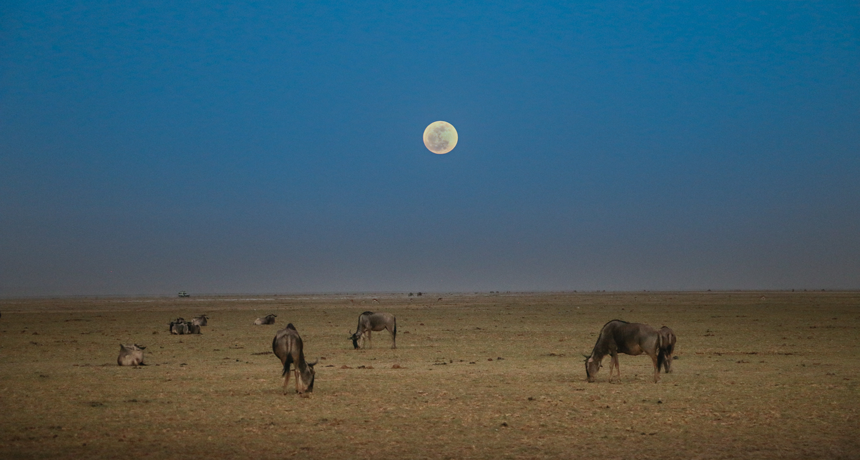 The moon has power over animals