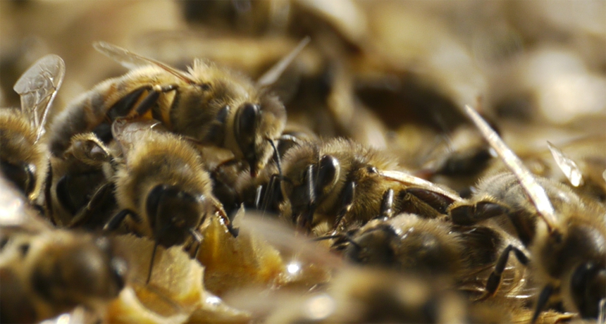 Why are bees vanishing?