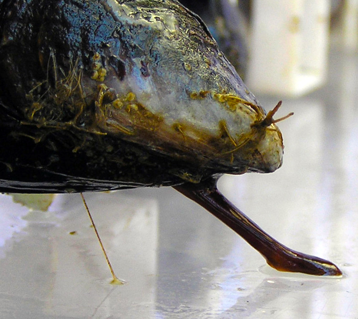 Mimicking mussels’ muscle