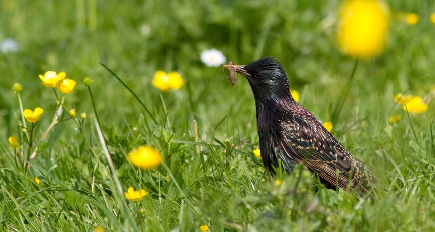Bug-killer linked to decline in birds