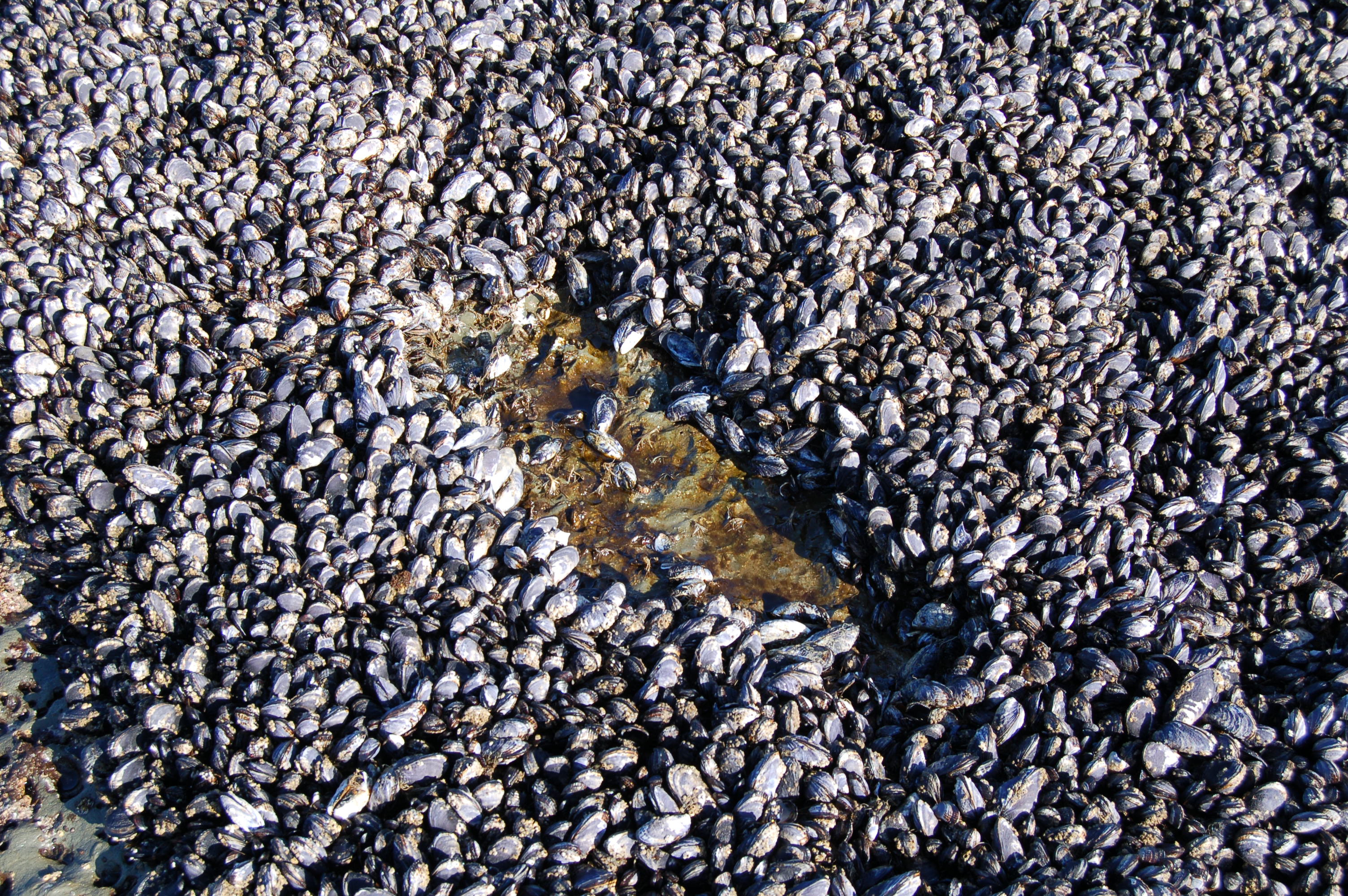 Mimicking mussels’ muscle