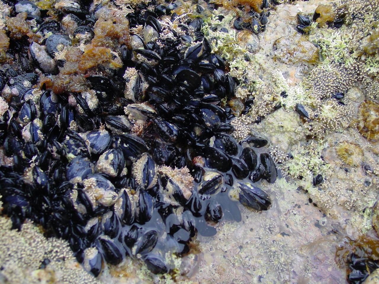 Mimicking mussels’ muscle