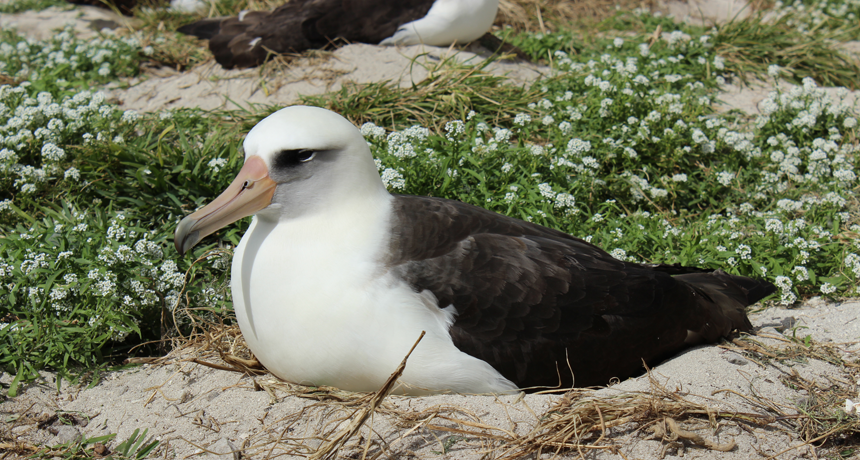 Oldest bird is new mom
