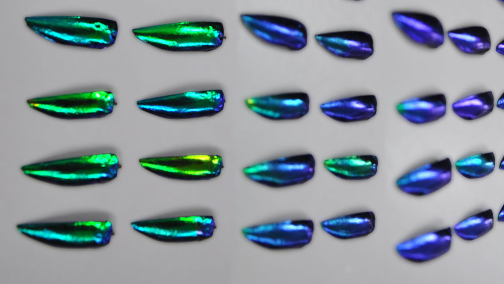 Analyze This: Shimmering colors may help beetles hide