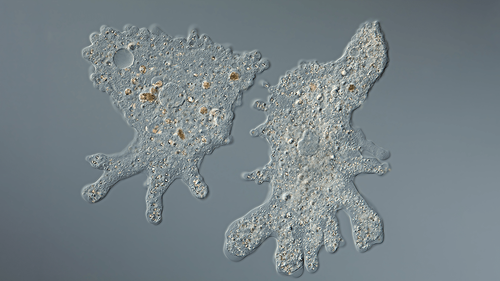 Explainer: Cells and their parts