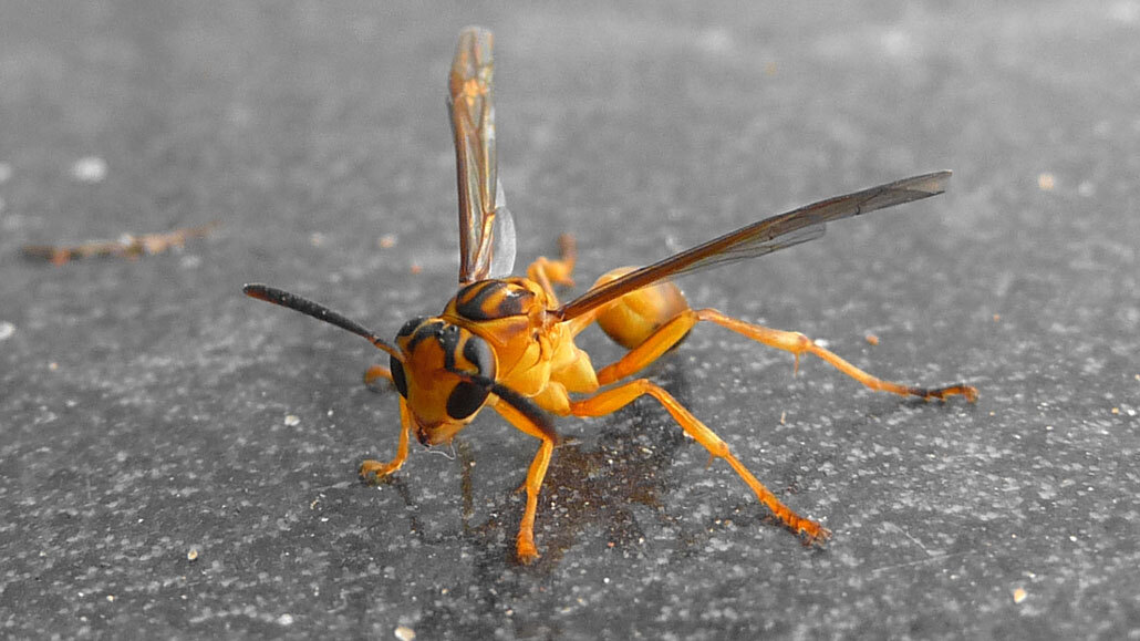 A wasp nibbled a baby bird for breakfast