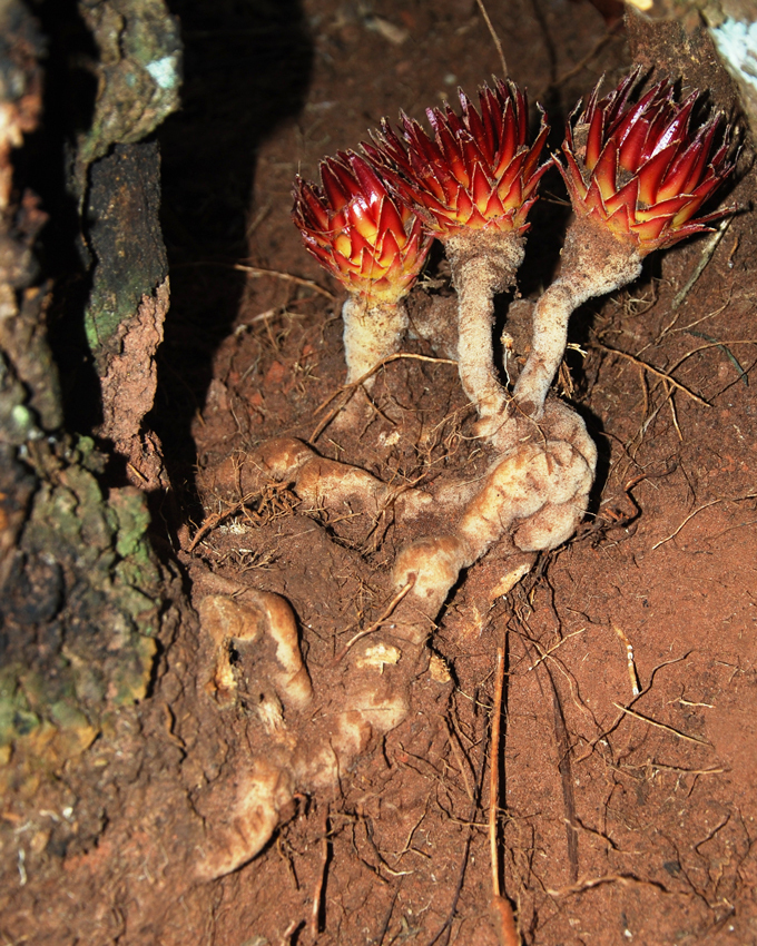 ‘Vampire’ parasite challenges the definition of a plant