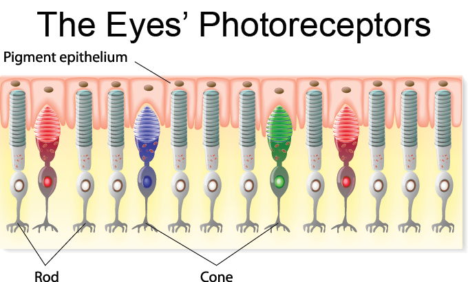 Explainer: How our eyes make sense of light