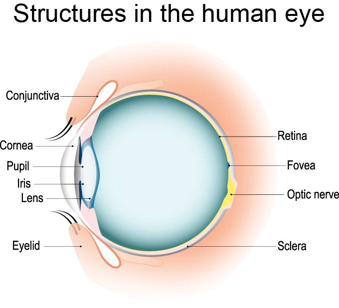 Explainer: How our eyes make sense of light