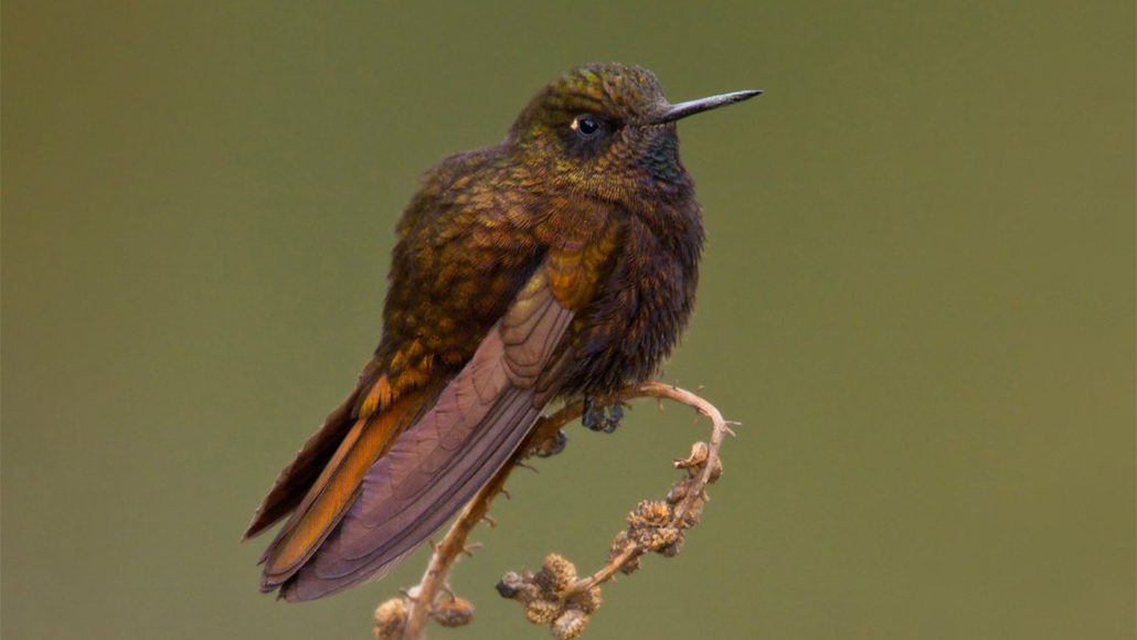 One hummingbird survives cold nights by nearly freezing stiff