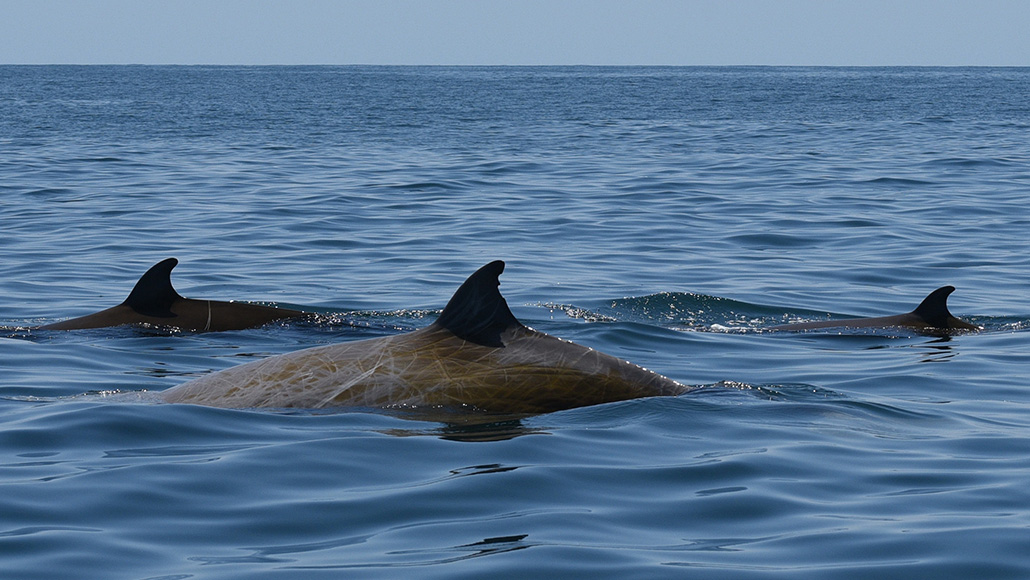 A whale’s nearly four-hour-long dive sets a new record