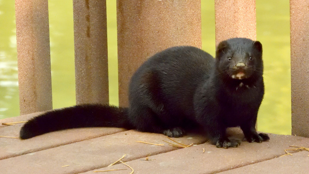 Utah mink is first known case of the coronavirus in a wild animal