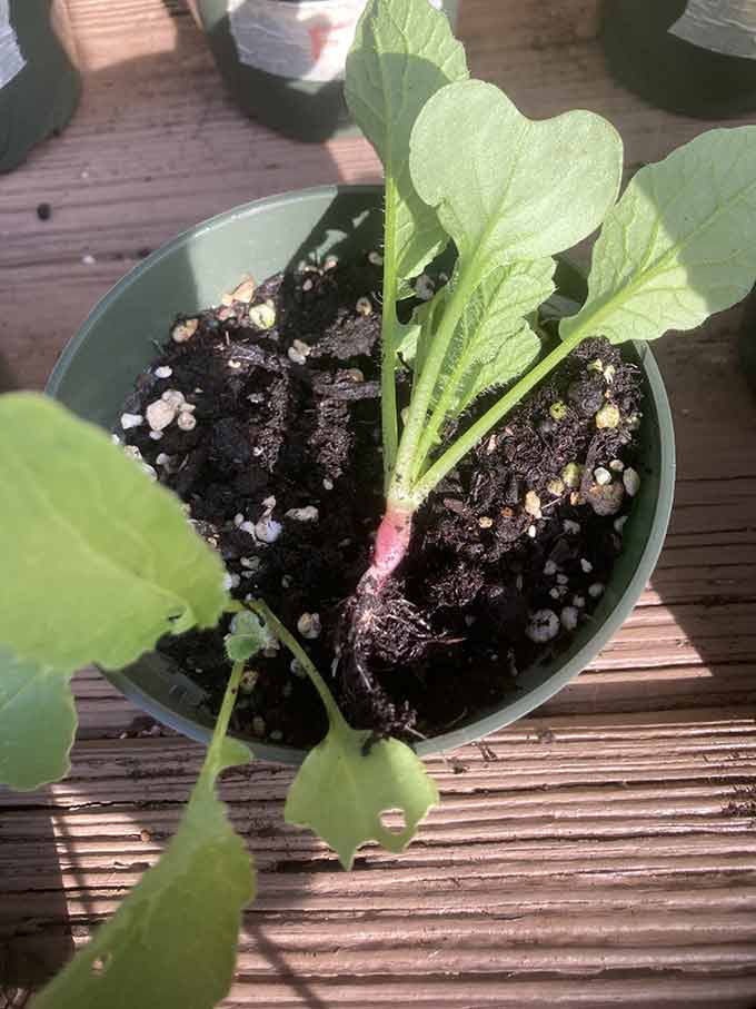 How to grow your own science experiment