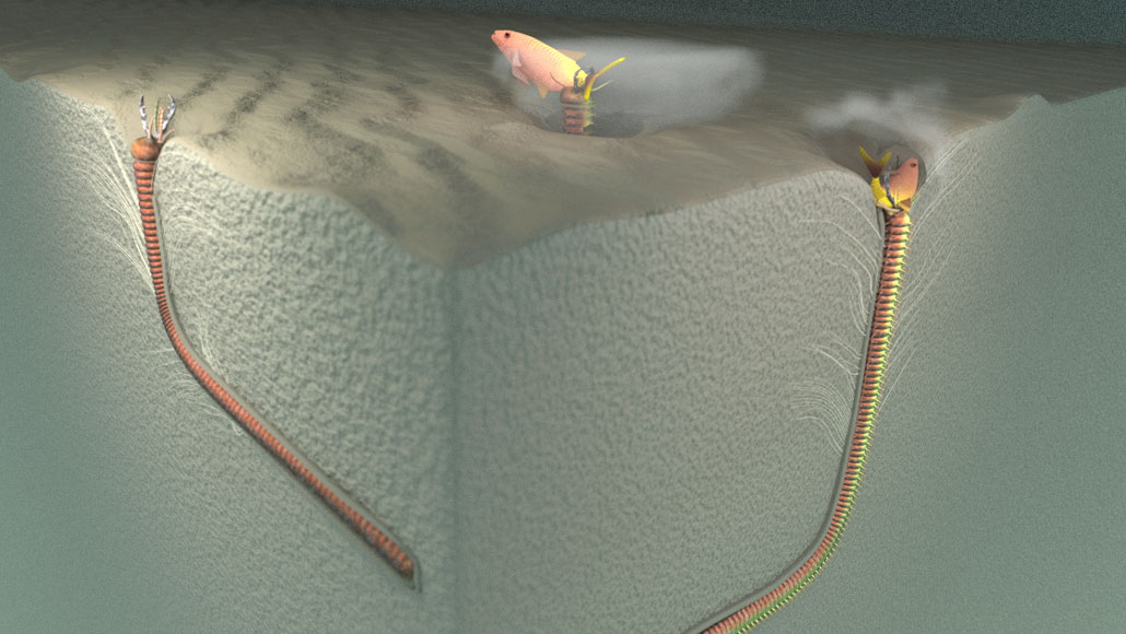 Giant worms may have hidden beneath the ancient seafloor to ambush prey