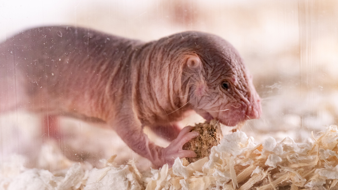 Meet the animals with the longest lifespans