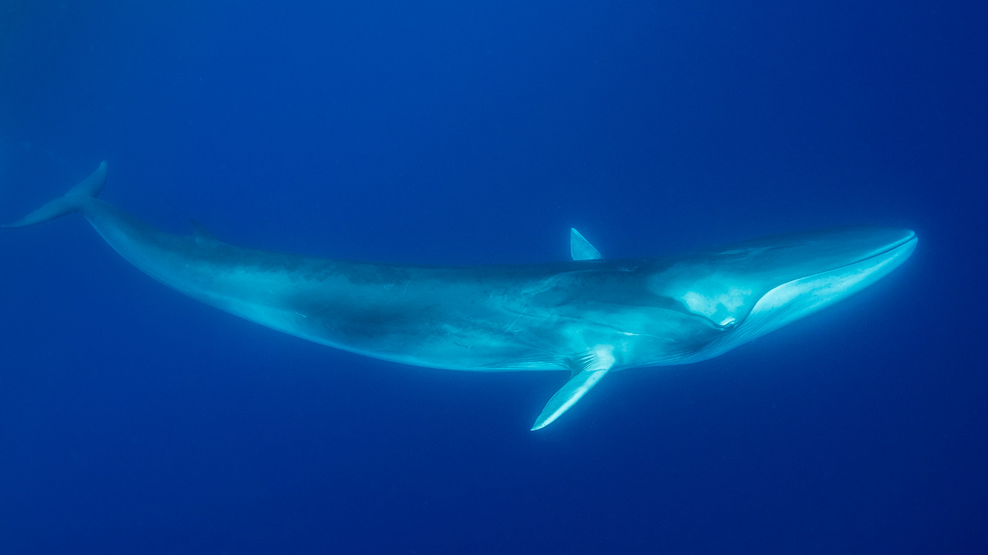 Fin whales could help scientists map what lies below the seafloor
