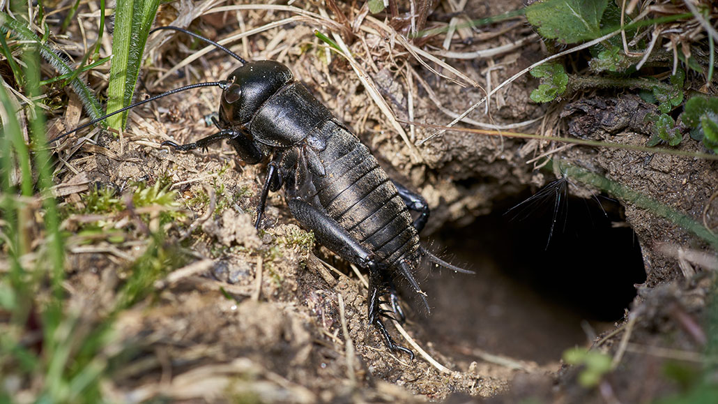 Scientists discover the first true millipede