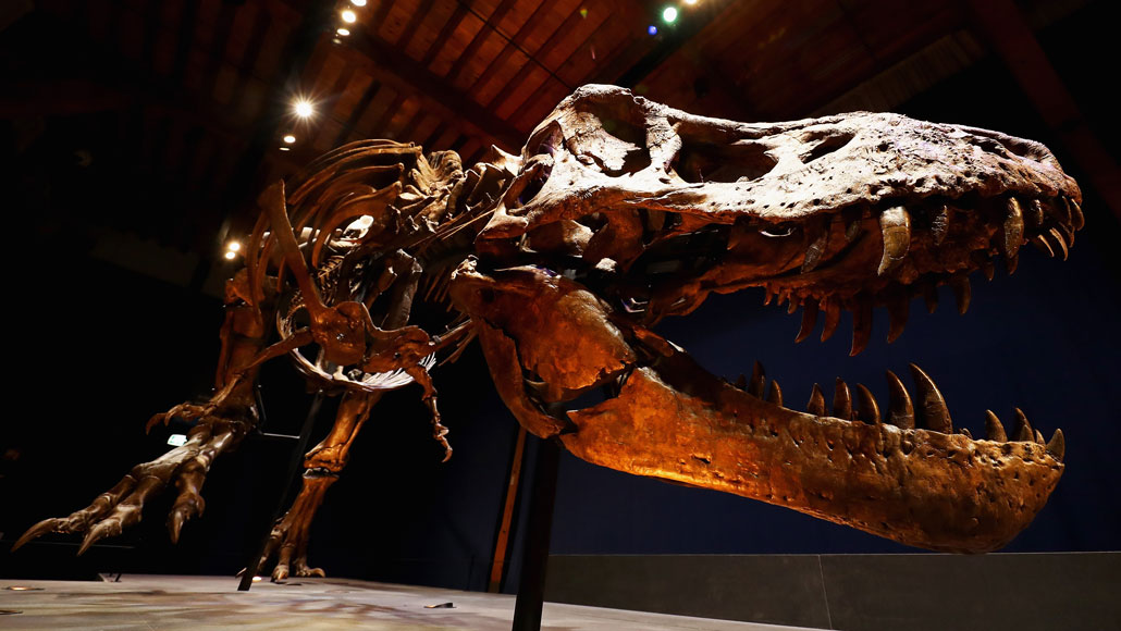 T. rex may have hidden its teeth behind lips