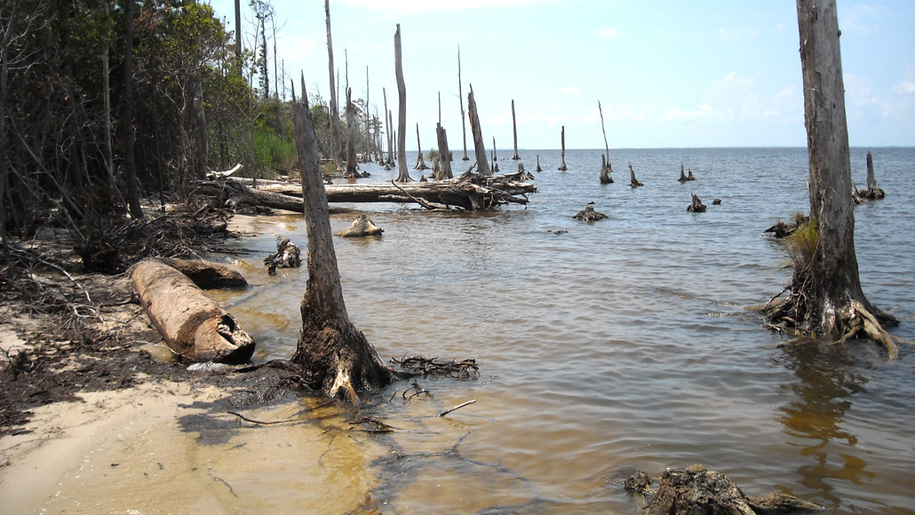 ‘Tree farts’ make up about a fifth of greenhouse gases from ghost forests