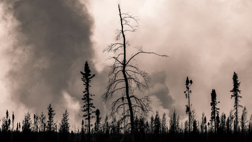 ‘Zombie’ wildfires can reemerge after wintering underground